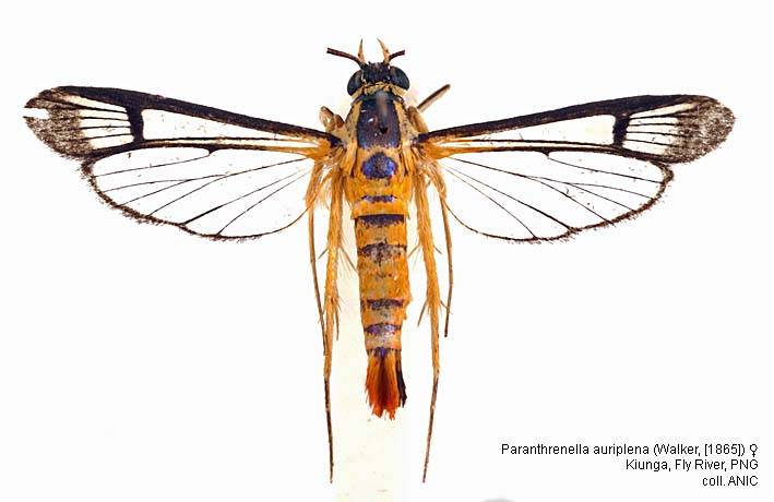 Papua Insects Foundation (Lepidoptera/Sesiidae thumbnails)